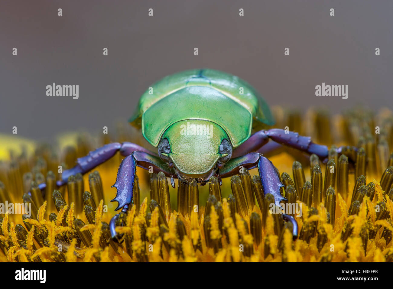 Beyer's jeweled scarab beetle, Chrysina (Plusiotis) beyeri. This ...