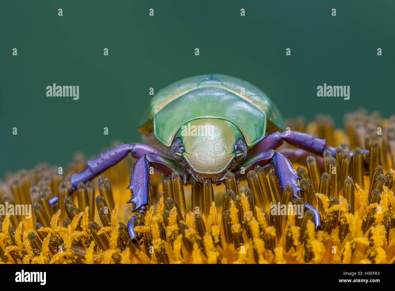 Beyer's jeweled scarab beetle, Chrysina (Plusiotis) beyeri. This ...