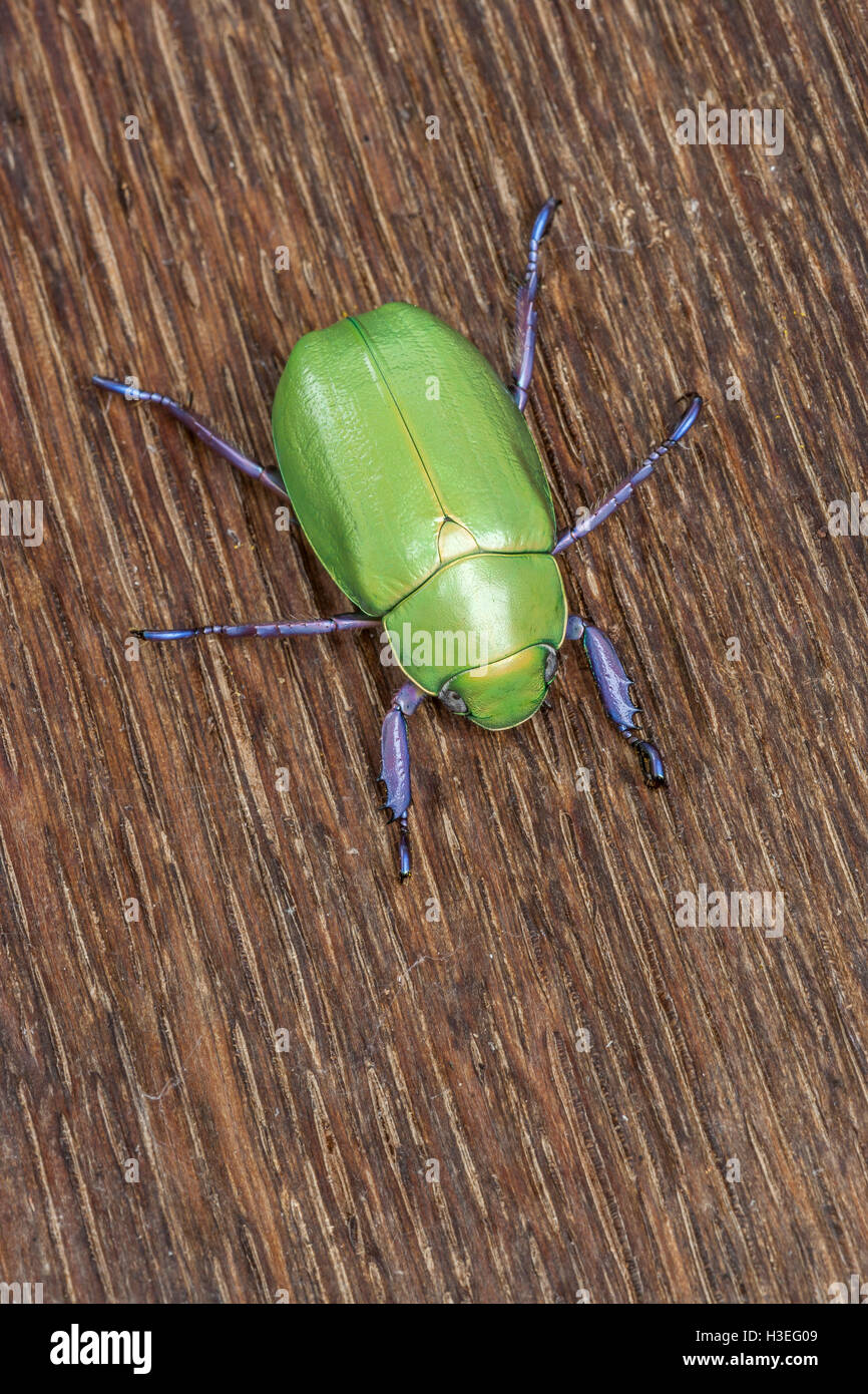 Beyers chrysina beetle hi-res stock photography and images - Alamy