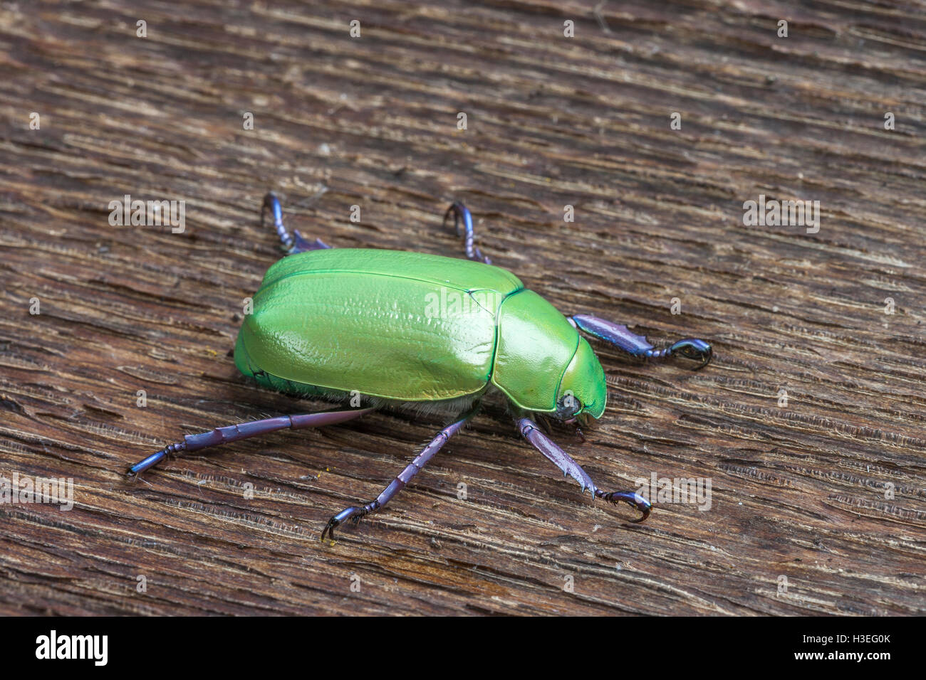 Jewel Scarab Beetle High Resolution Stock Photography and Images - Alamy