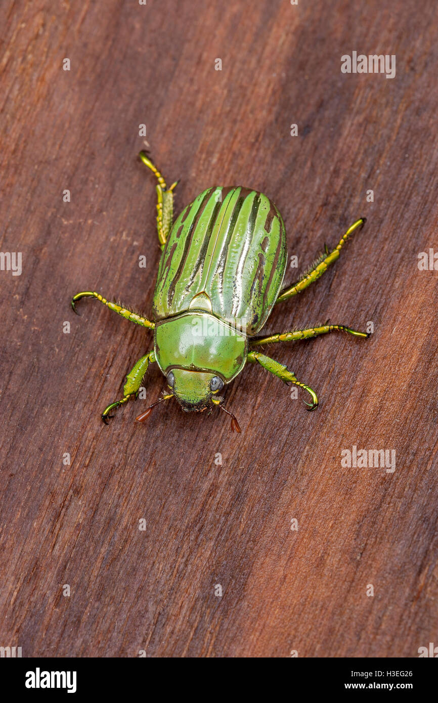 Glorious scarab beetle hi-res stock photography and images - Alamy