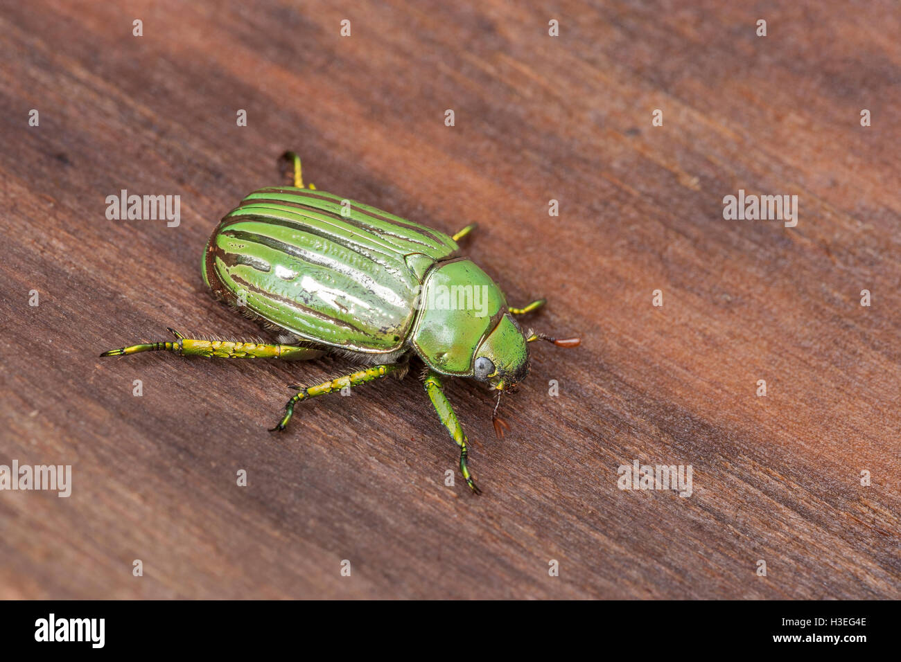 Glorious beetle hi-res stock photography and images - Alamy
