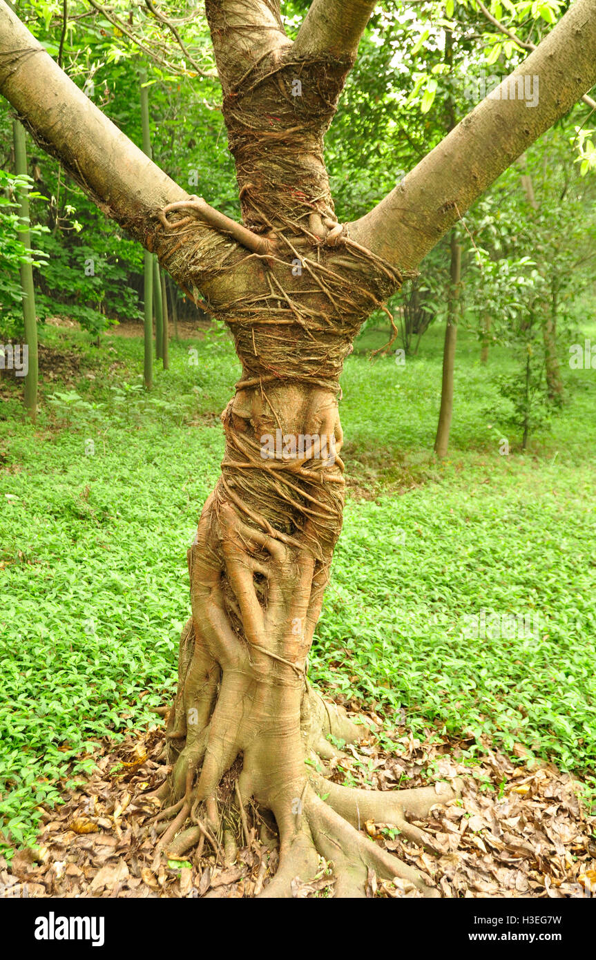 Strangler roots hi-res stock photography and images - Alamy