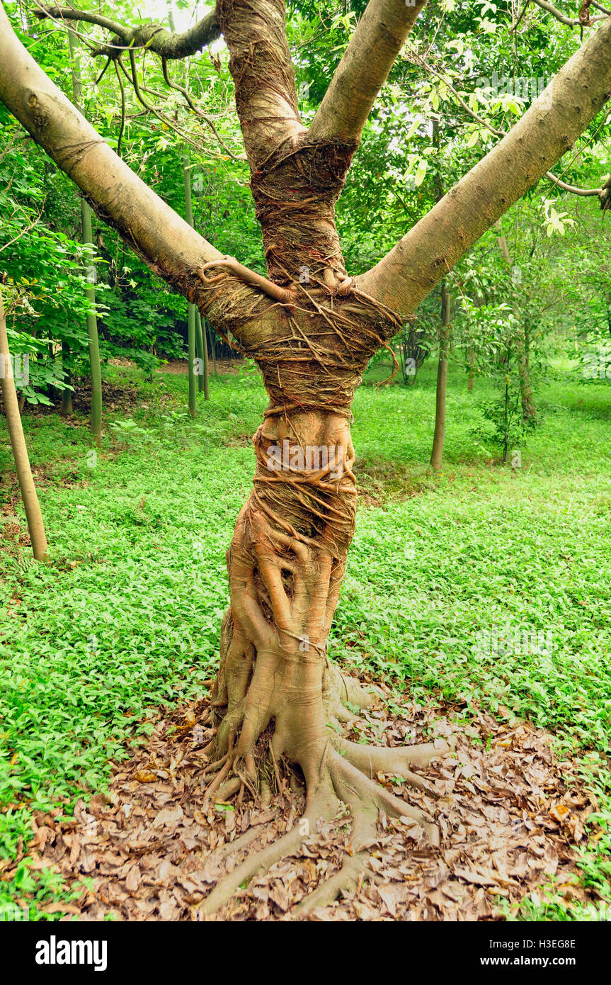 Strangler fig roots hi-res stock photography and images - Alamy