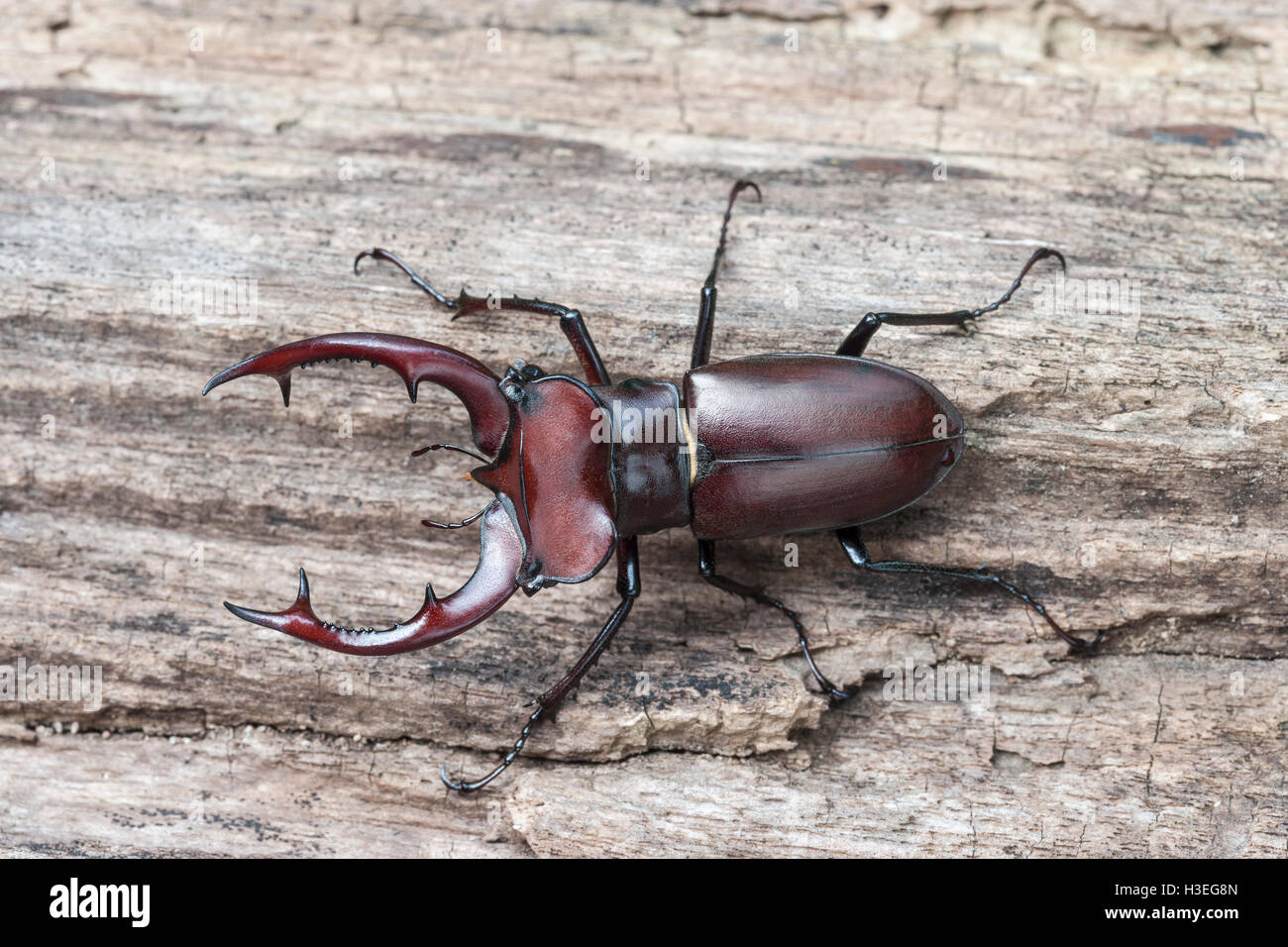 Giant Stag Beetle (Lucanus elaphus) male on side of oak tree along the ...