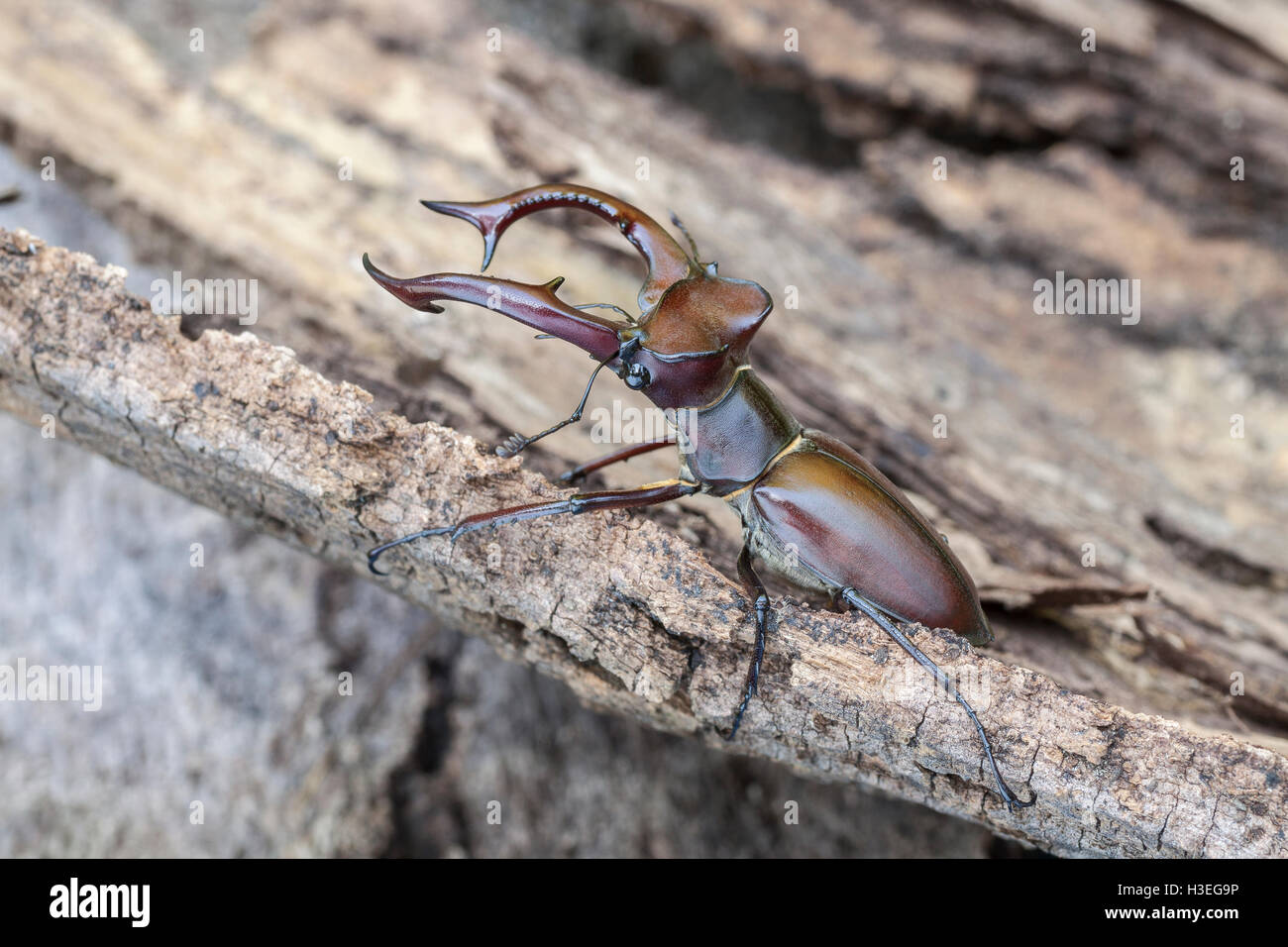 Giant Stag Beetle (Lucanus elaphus) male on side of oak tree along the ...