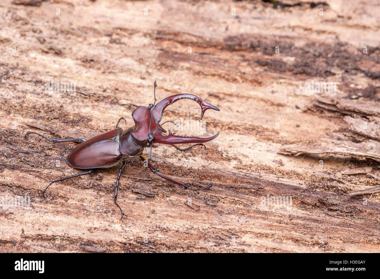 Elephant stag beetle hi-res stock photography and images - Alamy