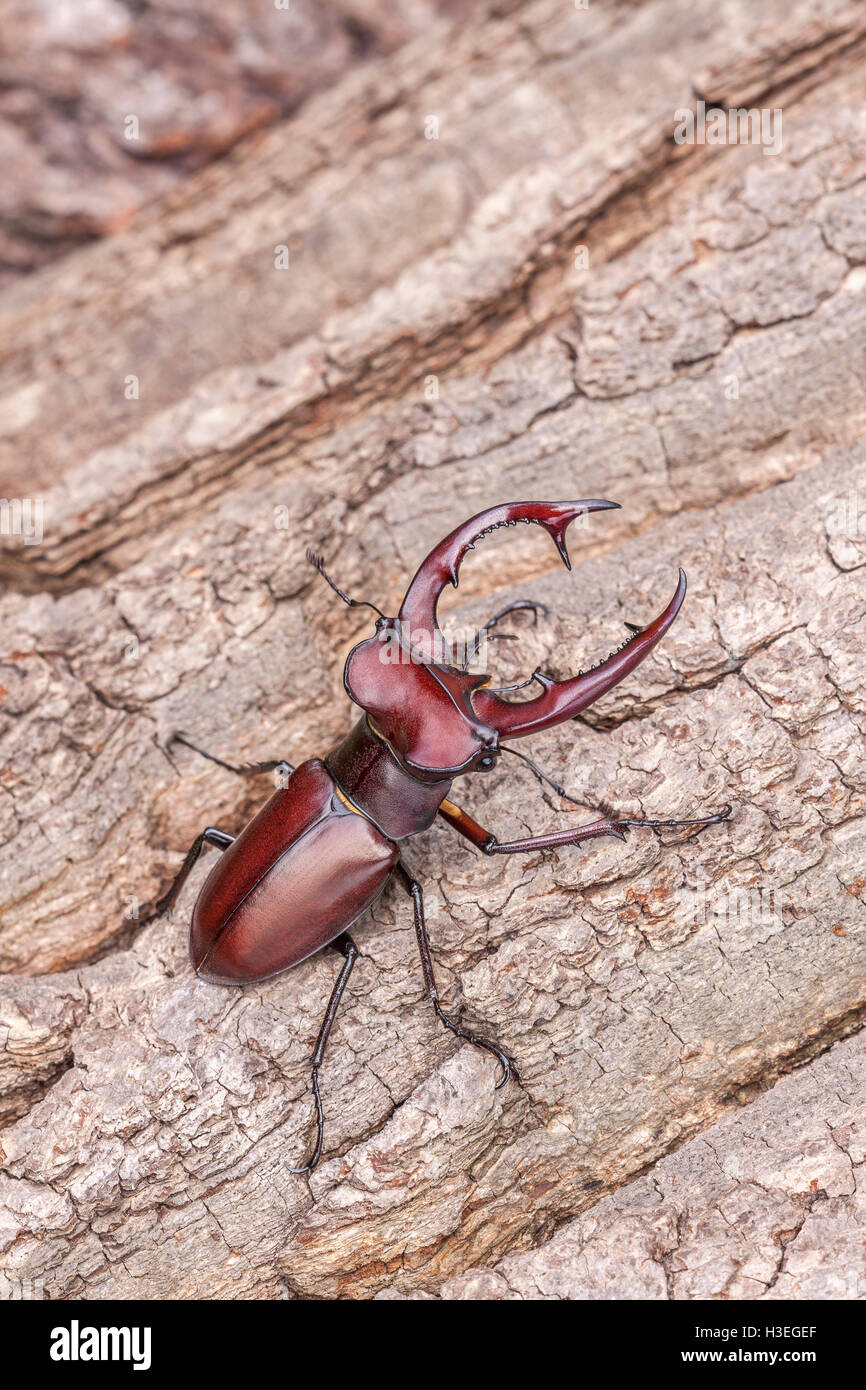 Giant Stag Beetle (Lucanus elaphus) male on side of oak tree along the ...