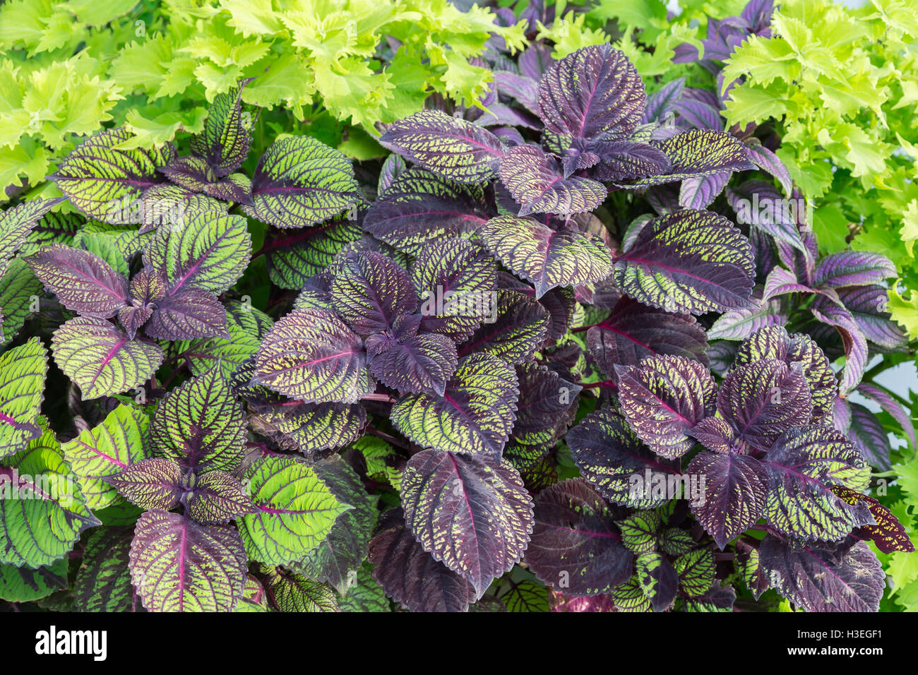 Colorful purple and green coleus plants Stock Photo - Alamy