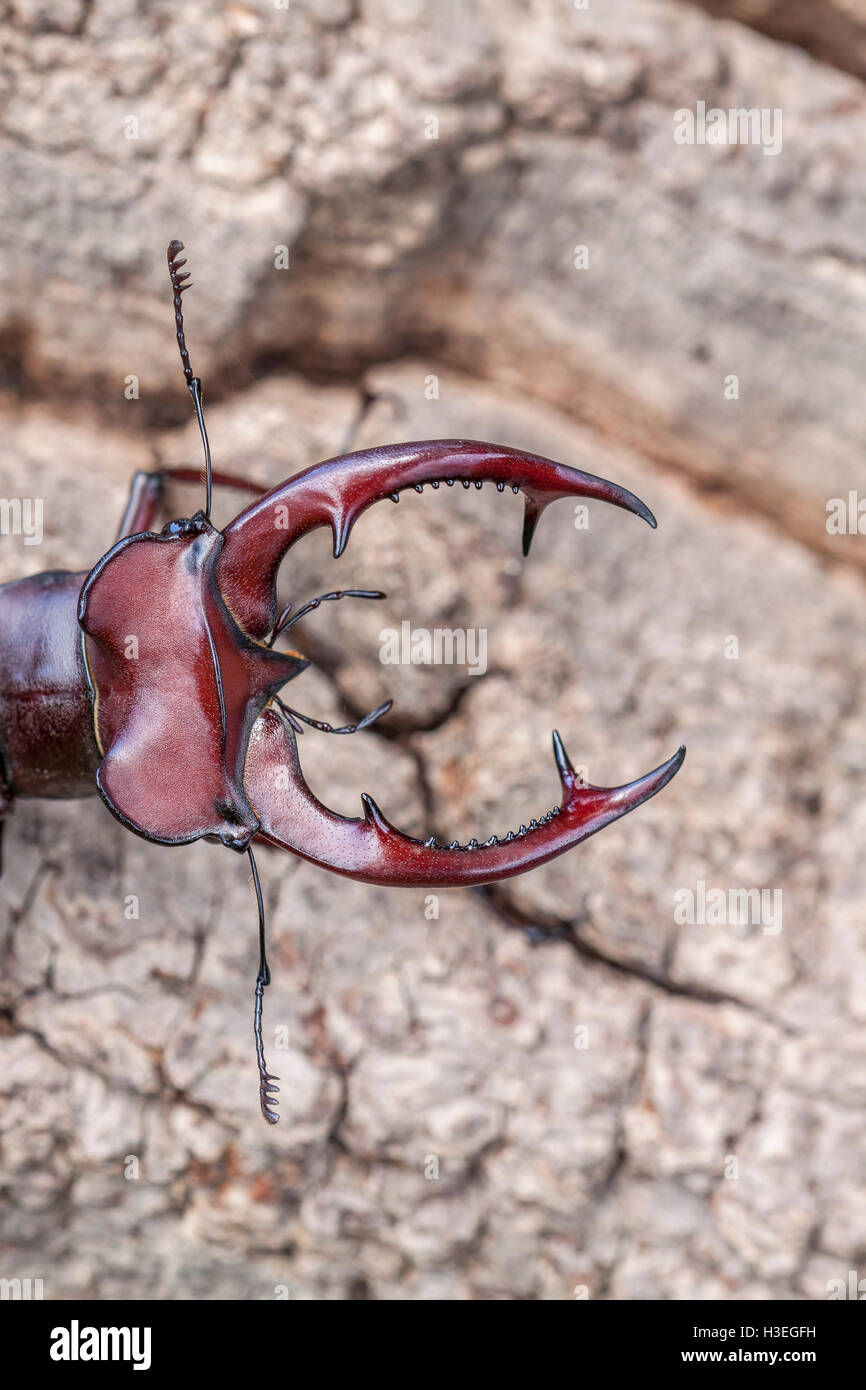 Giant Stag Beetle (Lucanus elaphus) male on side of oak tree along the ...
