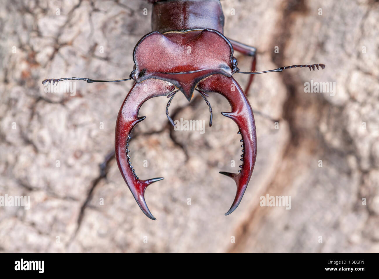 Giant Stag Beetle (Lucanus elaphus) male on side of oak tree along the ...