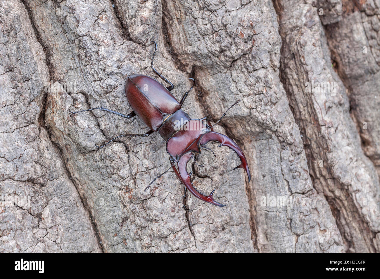 Elephant Stag Beetle