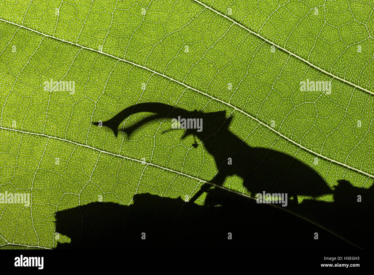 Giant Stag Beetle (Lucanus elaphus), silhouetted on Bigleaf Magnolia in ...