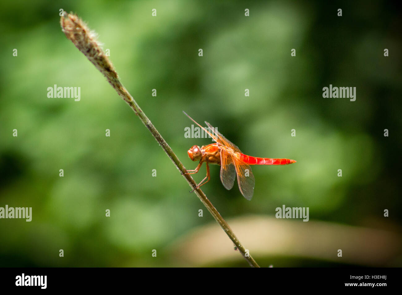 Texas dragonfly hi-res stock photography and images - Alamy