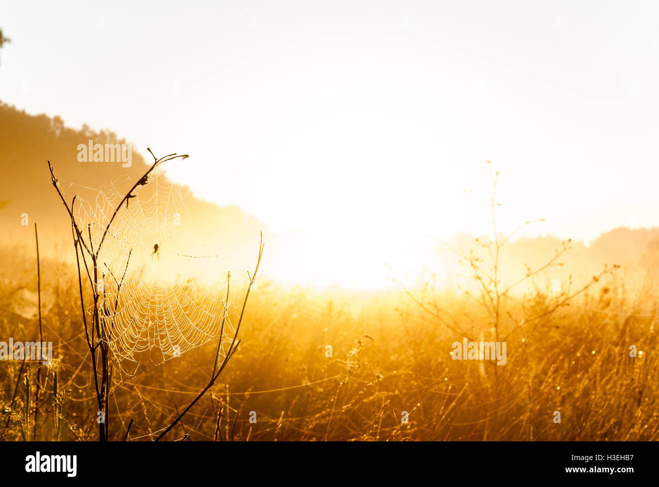 dawn field in the sunlight. landscape with grass and cobwebs Stock ...