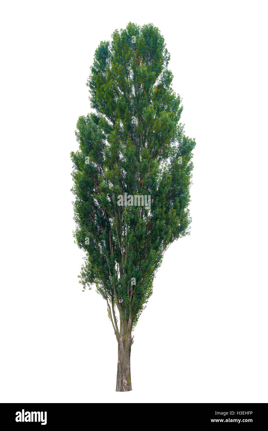 deciduous tree isolated on white background. a giant poplar Stock Photo ... deciduous tree isolated on white background. a giant poplar Stock Photo ...