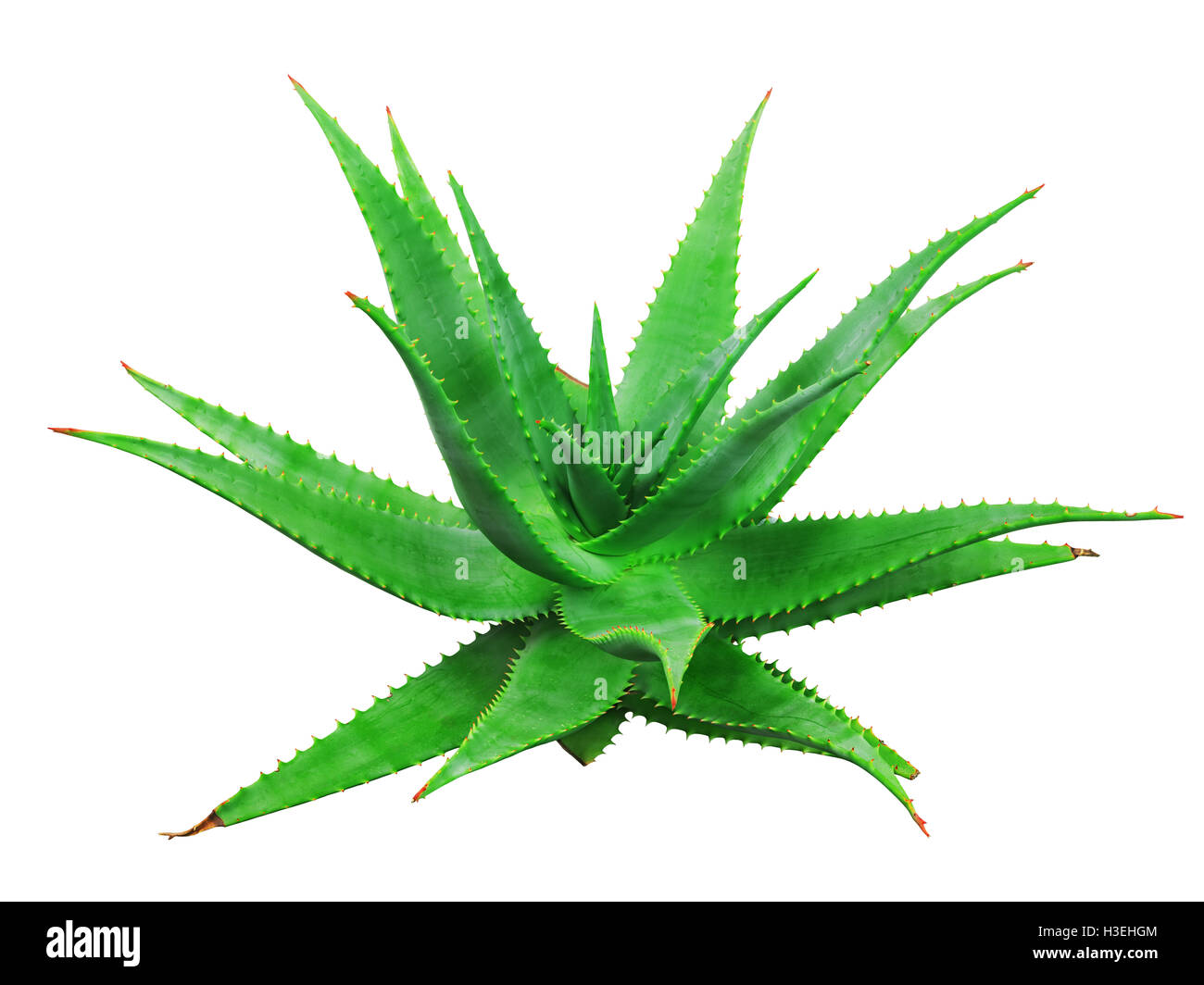 Aloe vera plant isolated on white background Stock Photo - Alamy
