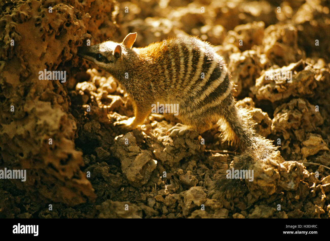 Numbat (Myrmecobius fasciatus), feeding at termite mound. Southwest ...
