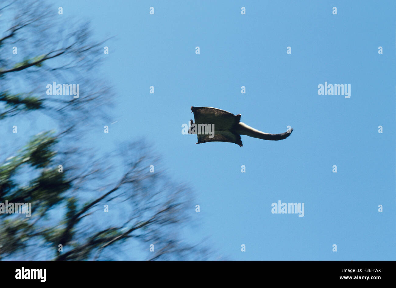 Yellow-bellied glider (Petaurus australis), gliding. South coast New ...