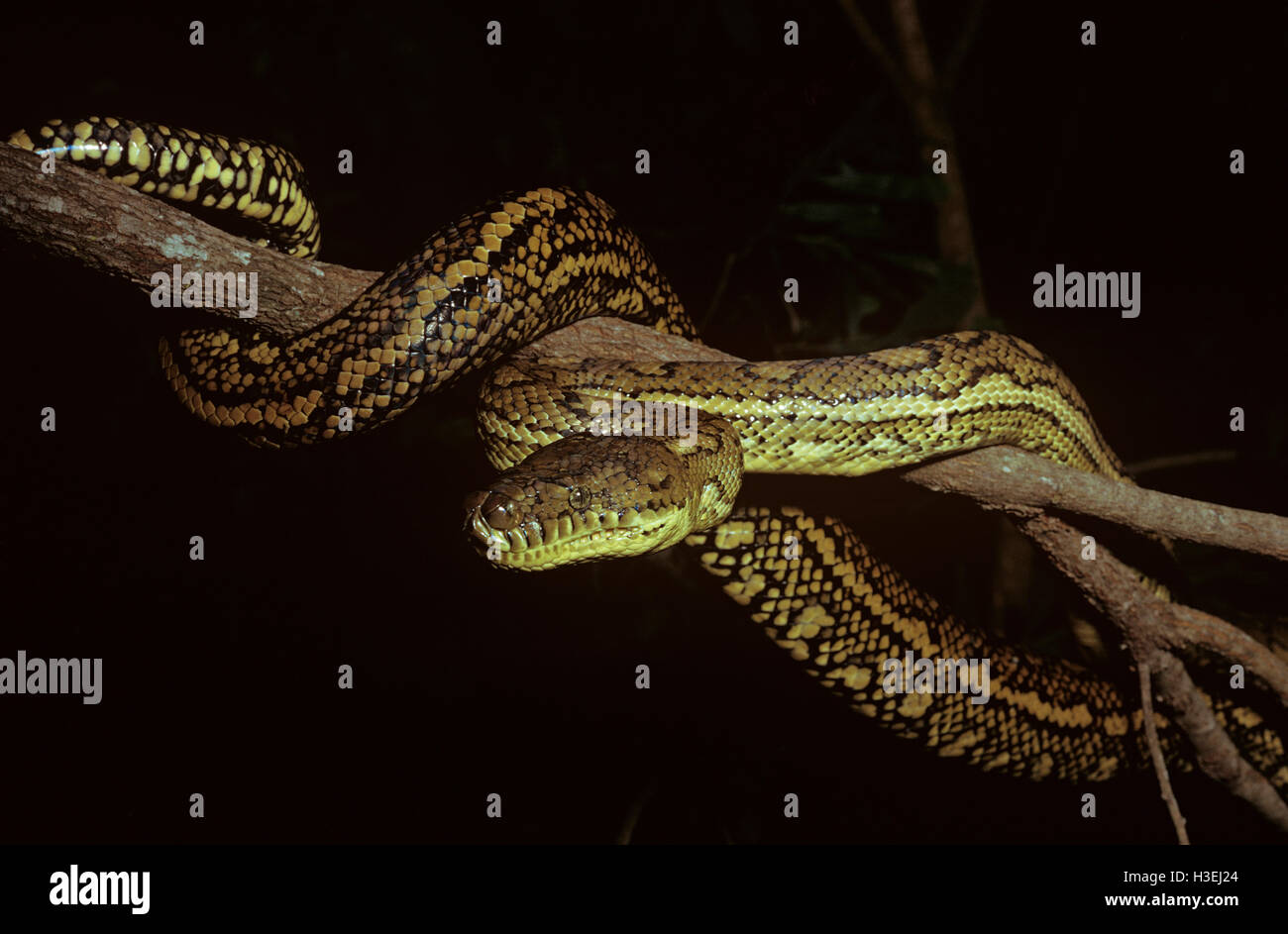 Morelia spilota variegata hi-res stock photography and images - Alamy