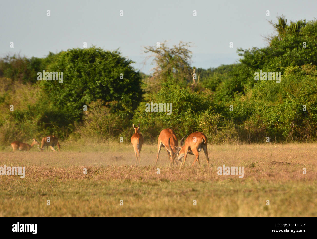 Male Ugandan Kobs fighting in the savannah Stock Photo - Alamy