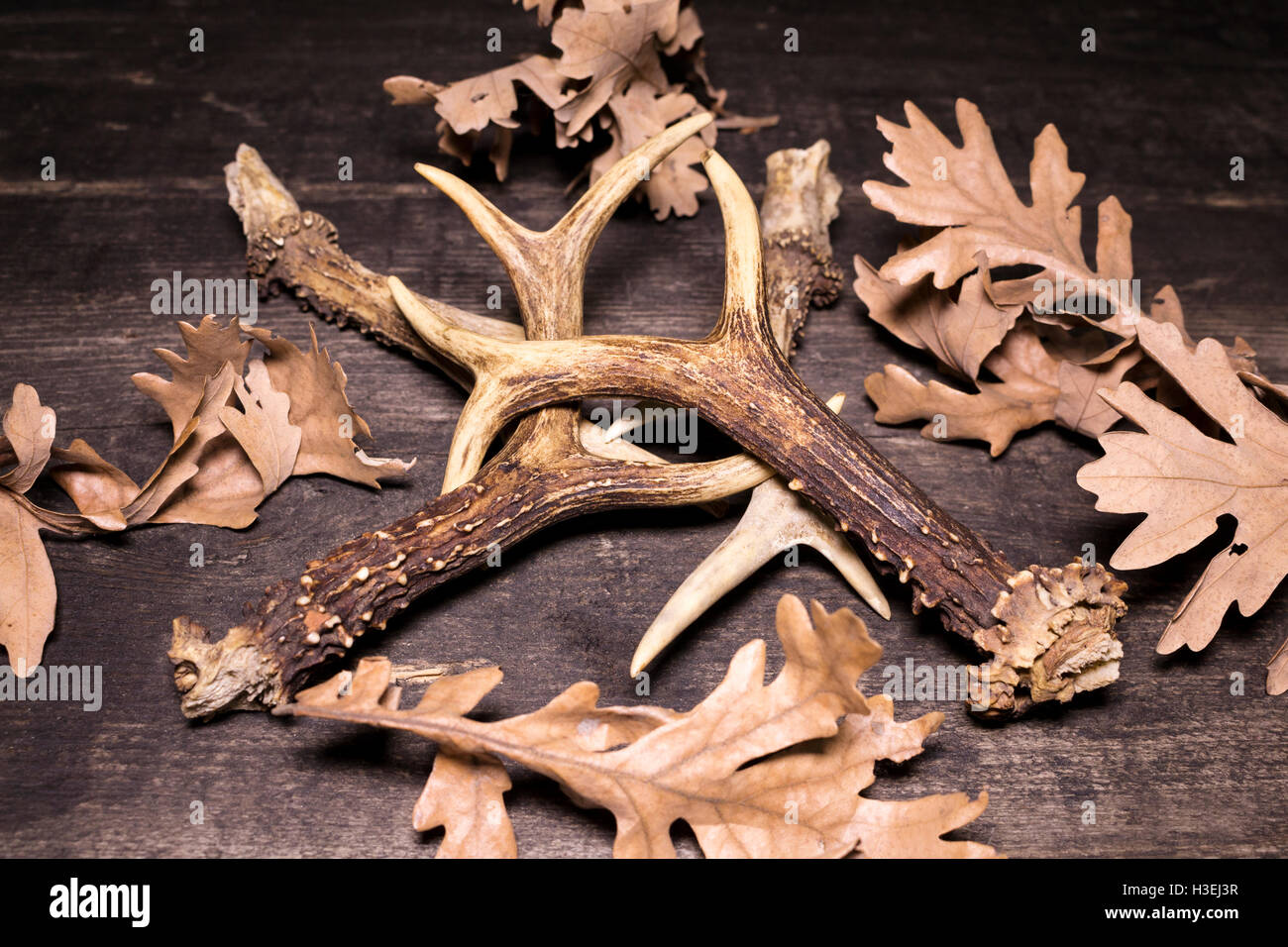Deer Antlers Against Rustic Wooden Background Stock Photo - Alamy