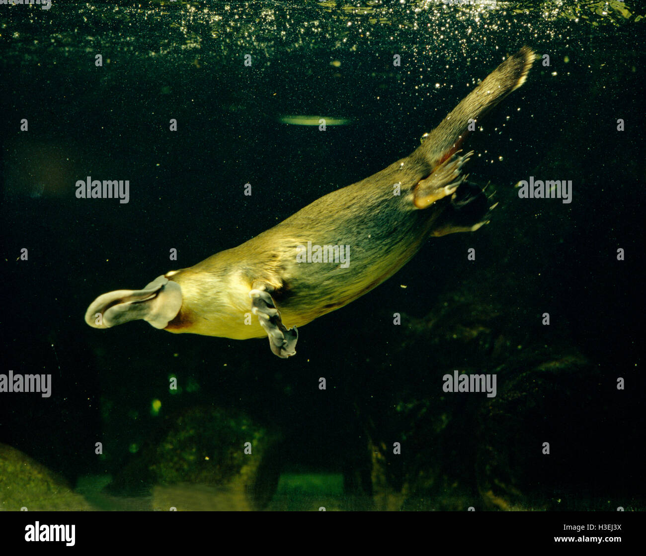Platypus (Ornithorhynchus anatinus), underwater. Australia Stock Photo ...