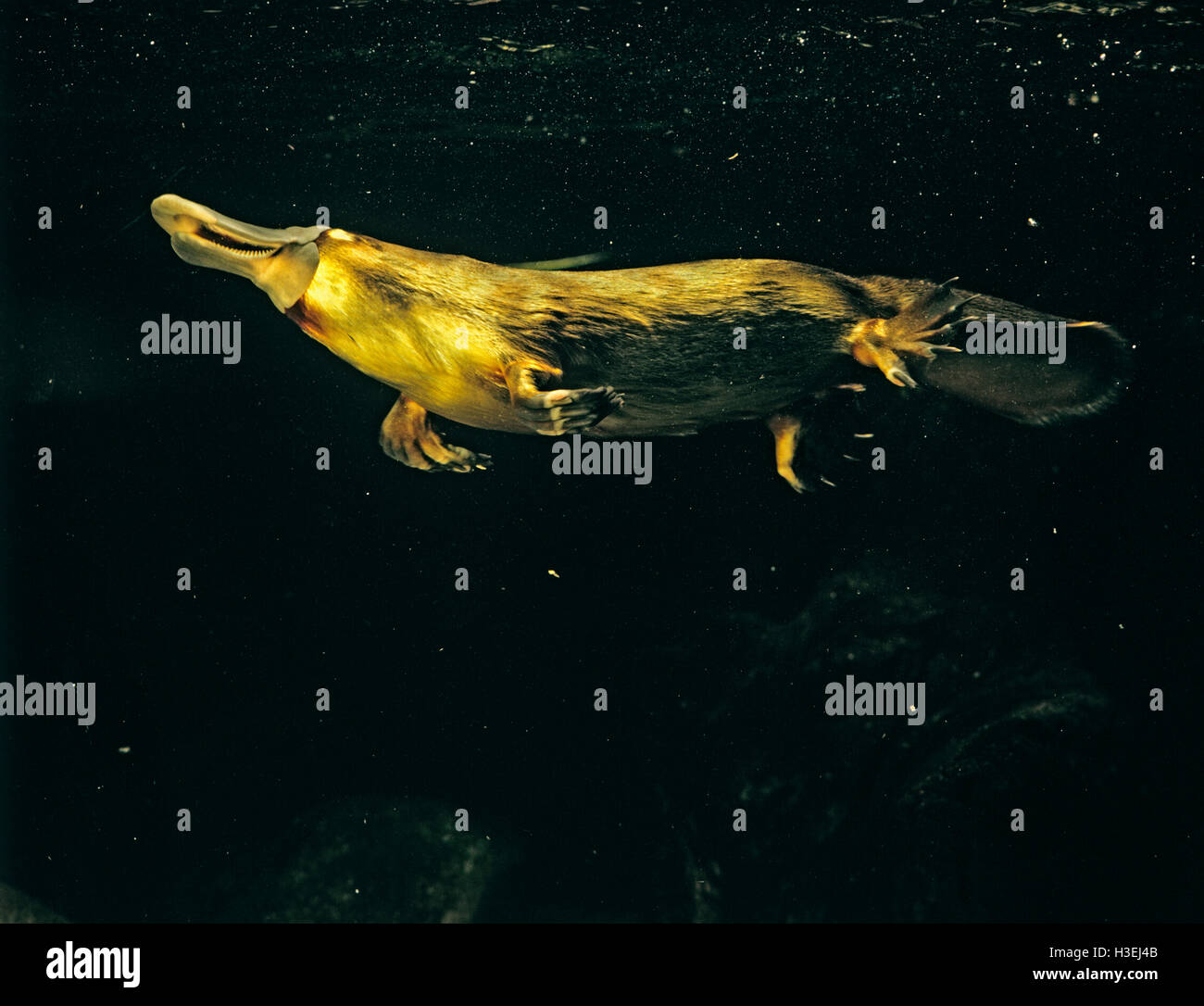 Duck Billed Platypus Swimming