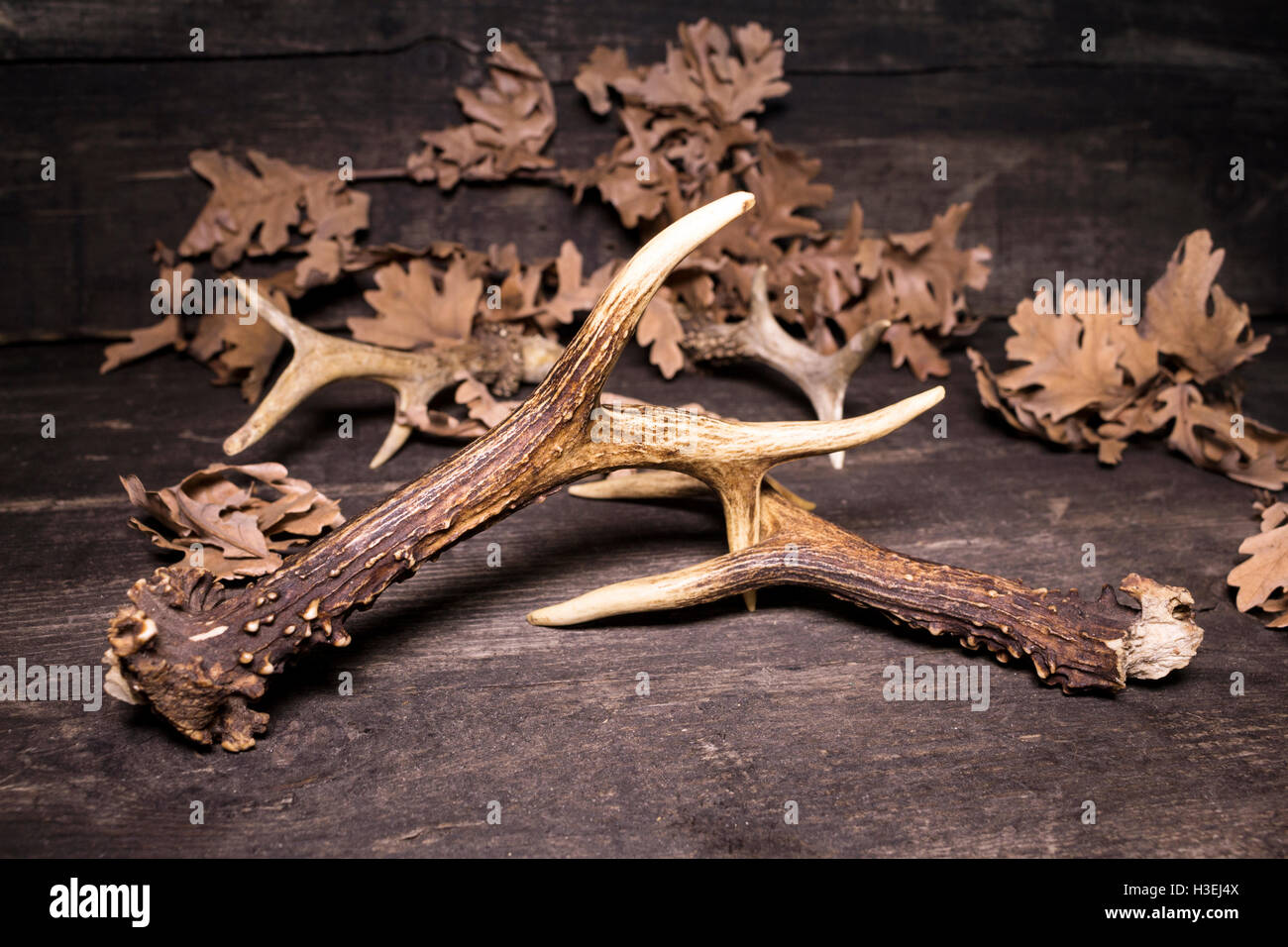 Antler headdress hi-res stock photography and images - Alamy