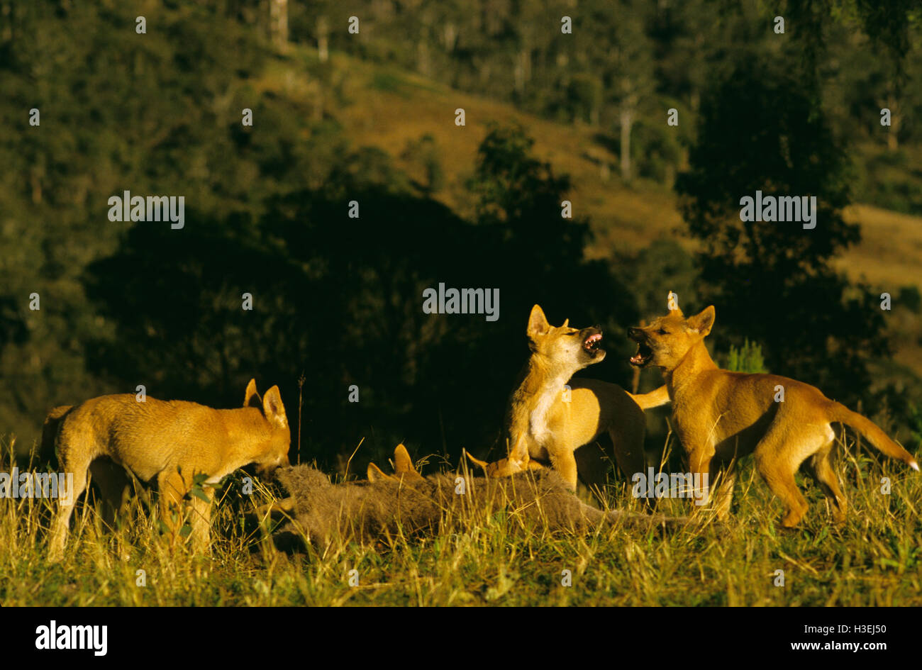 Dingos kangaroo hi-res stock photography and images - Alamy