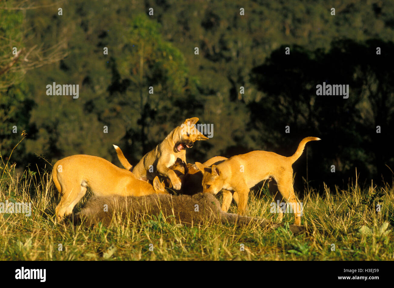 Dingo eating hi-res stock photography and images - Alamy