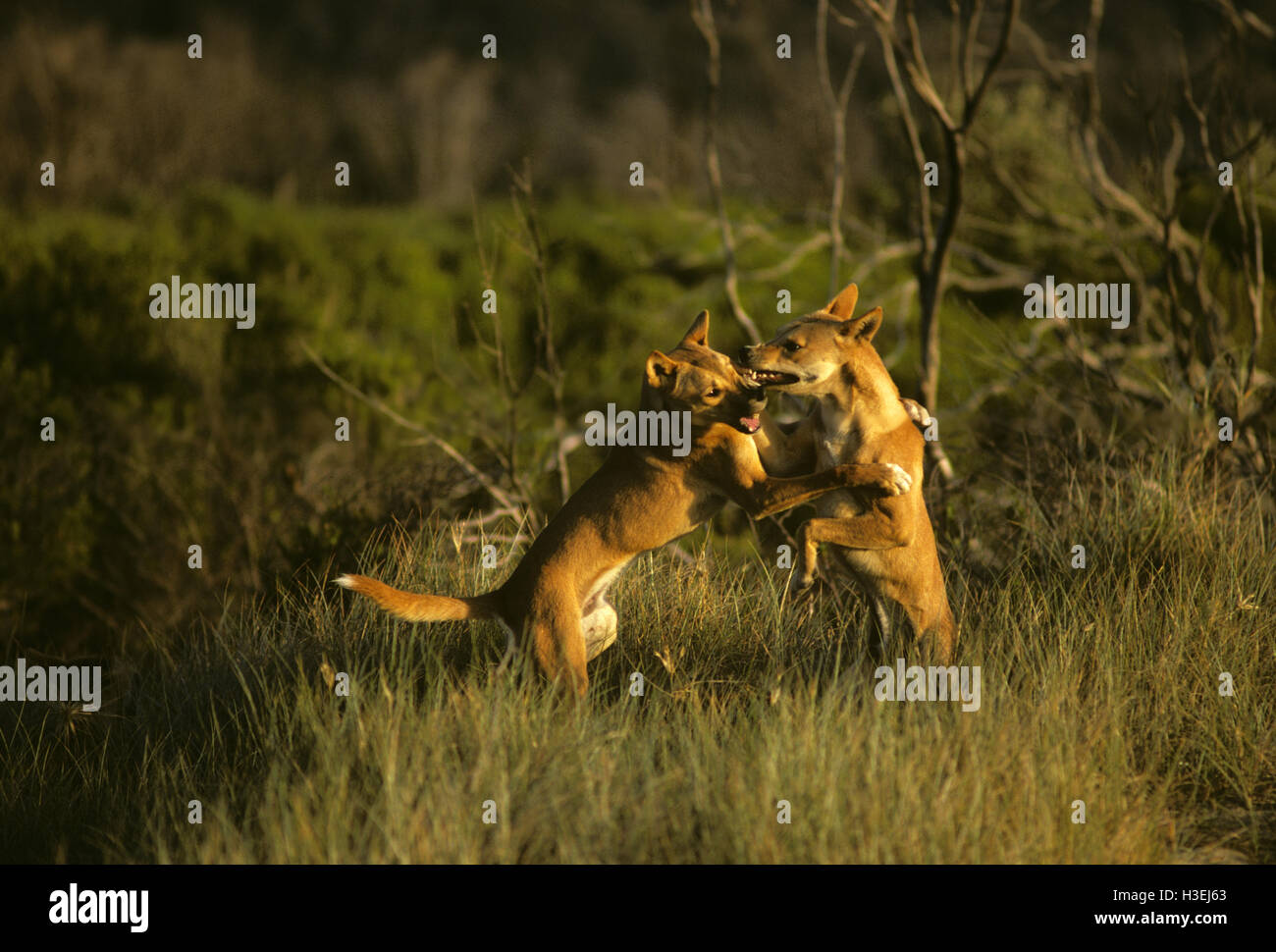 Wild dingo fight hi-res stock photography and images - Alamy