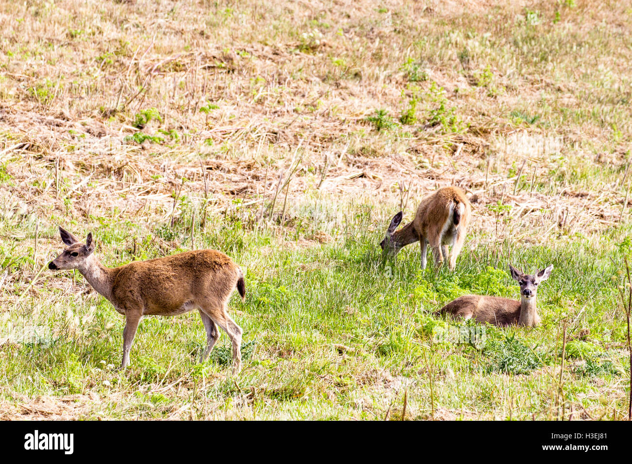 Black-tailed deer (Odocoileus hemionus columbianus) in the Point Reyes ...