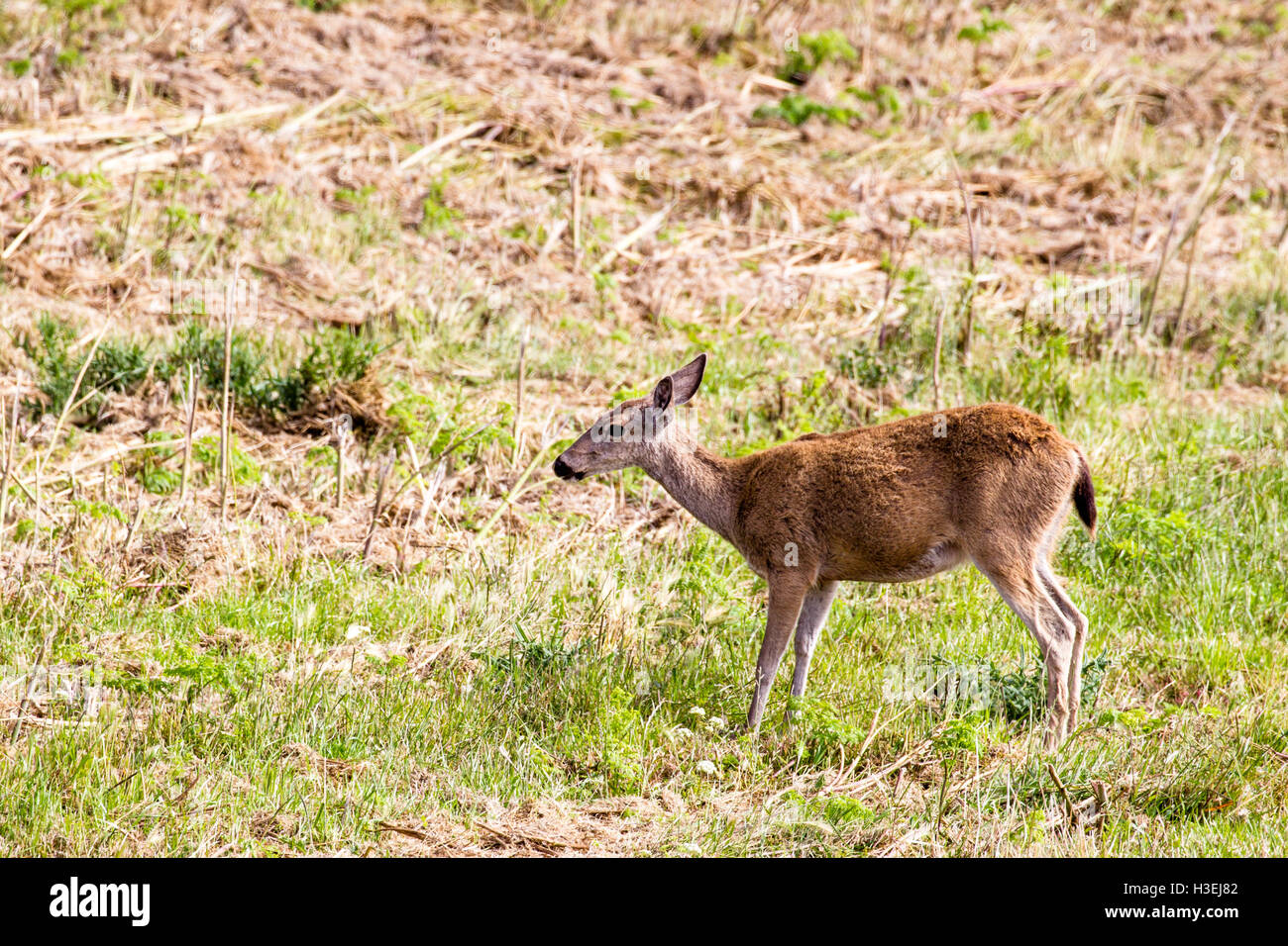 Black-tailed deer (Odocoileus hemionus columbianus) in the Point Reyes ...