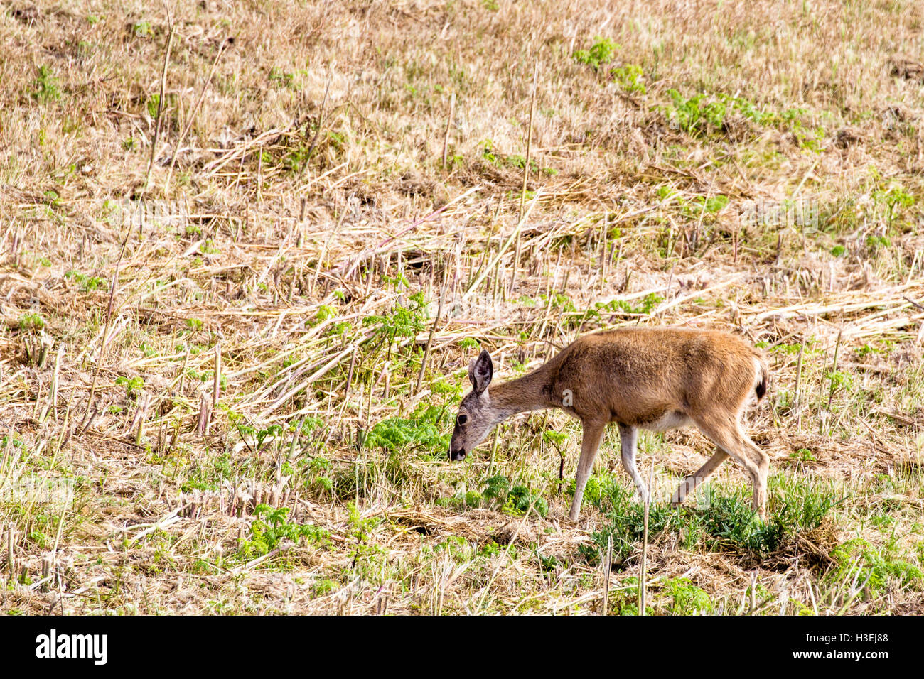 Black-tailed deer (Odocoileus hemionus columbianus) in the Point Reyes ...