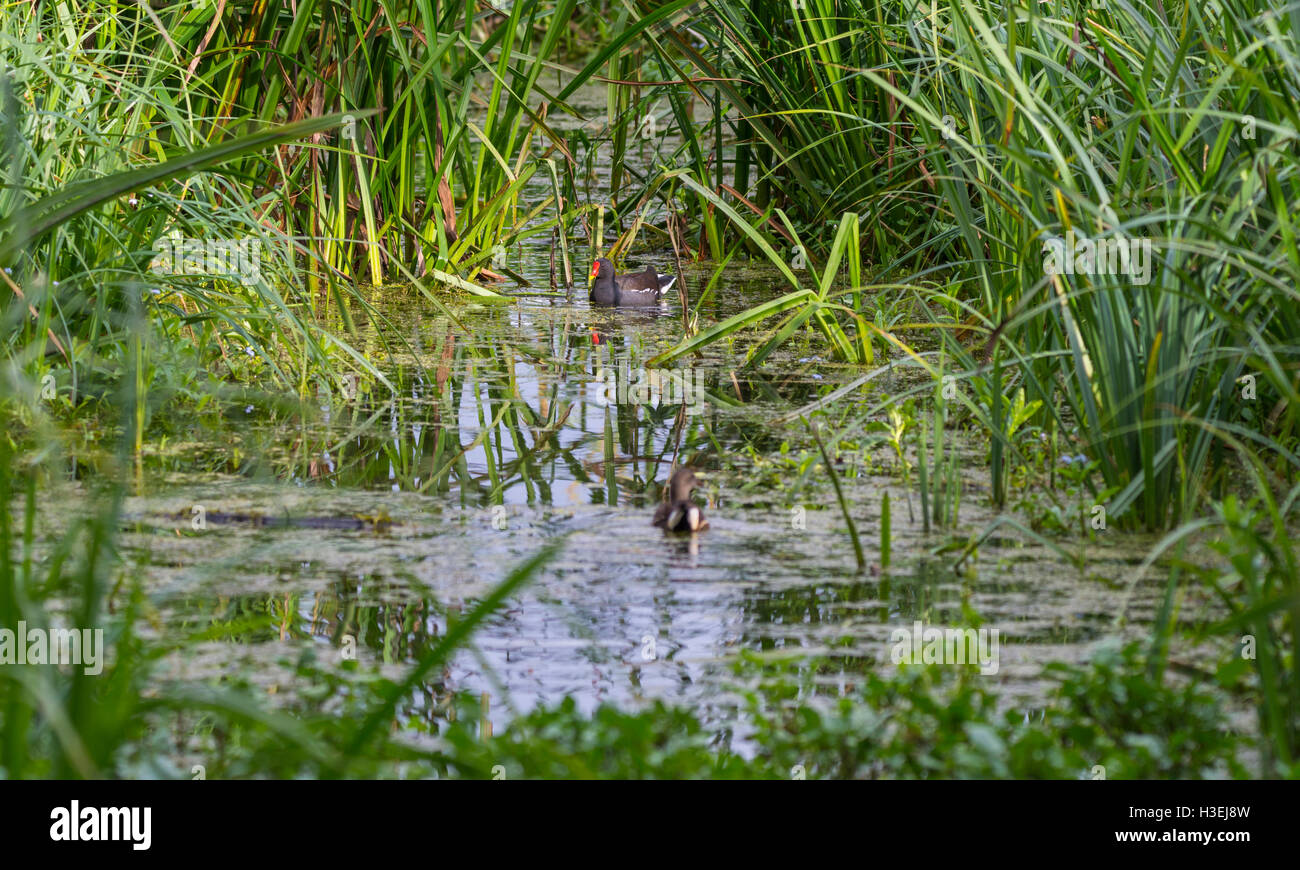 Rushes growing in a shallow pond with ducks swimming Stock Photo - Alamy