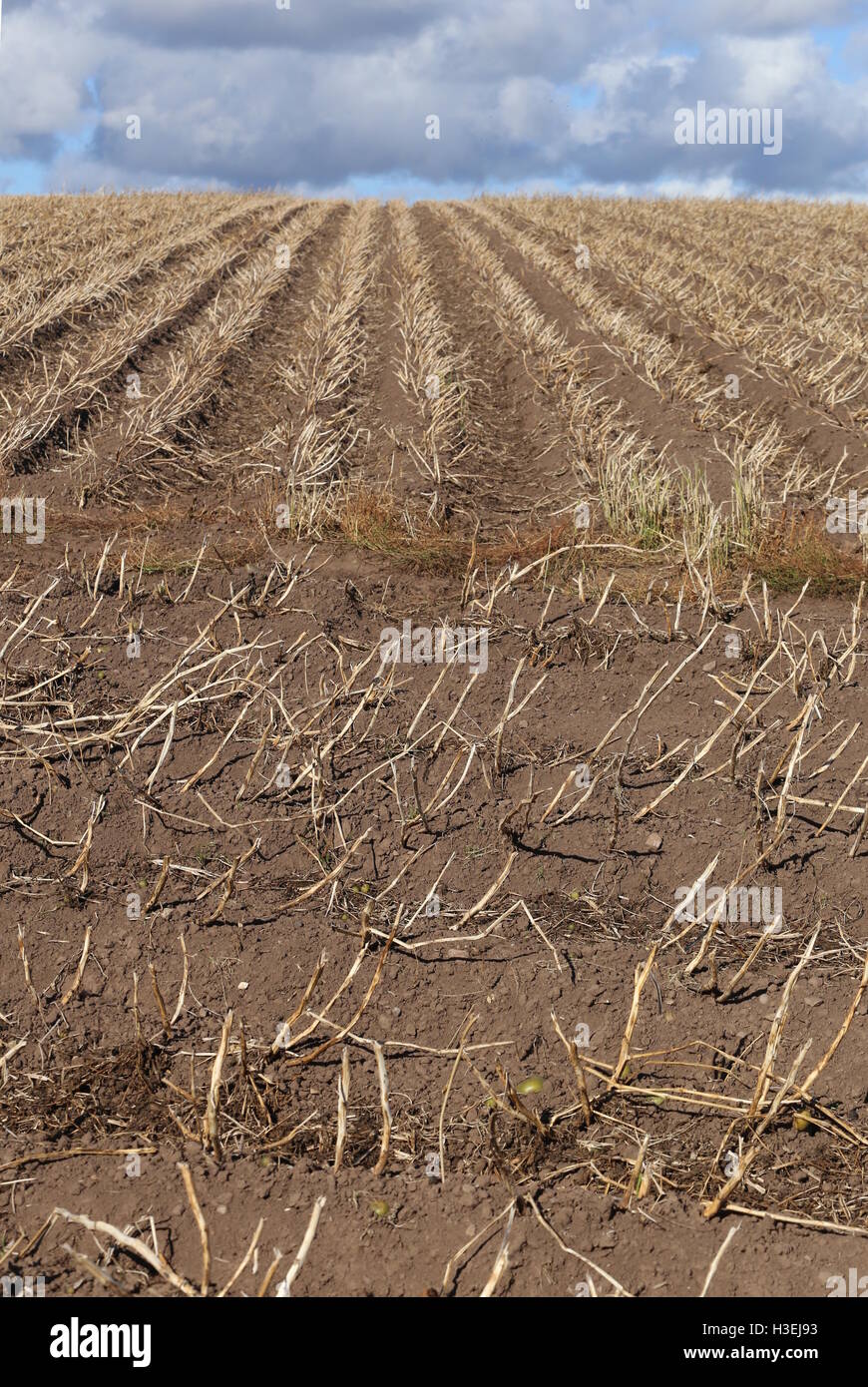 Field of potatoes ready for harvest Angus Scotland October 2016 Stock ...