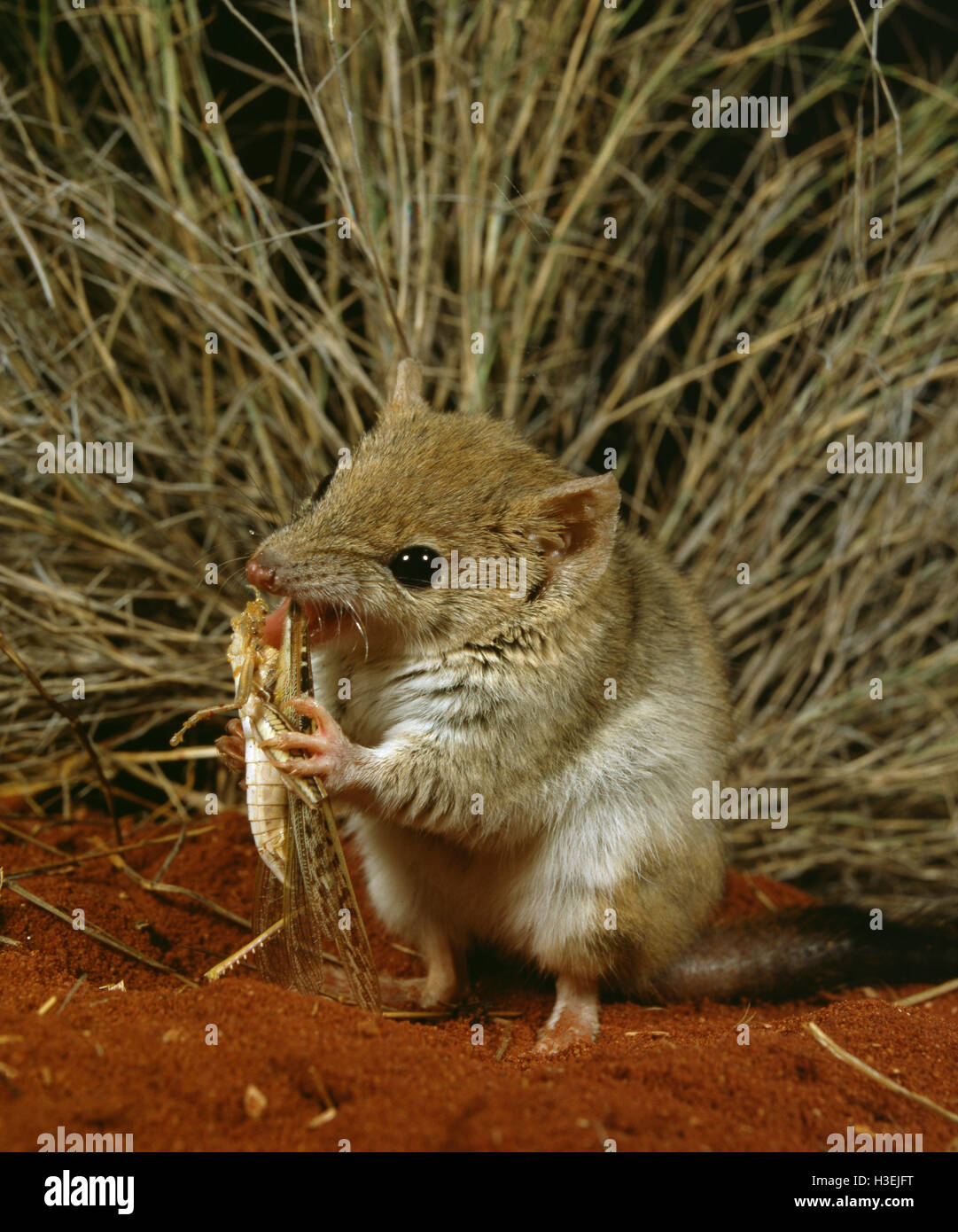 Australian plague locust hi-res stock photography and images - Alamy