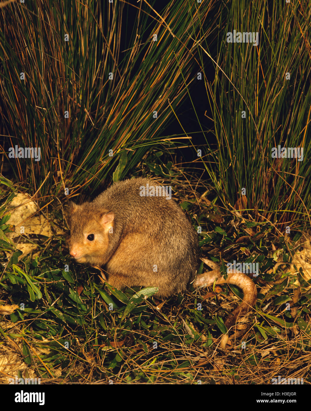 Burrowing bettong (Bettongia lesueur), in spinifex. Barrow Island ...