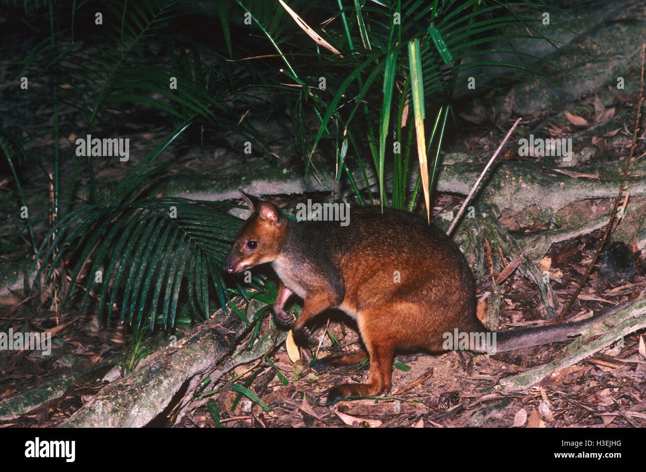 Red-legged pademelon (Thylogale stigmatica), nocturnal rainforest ...