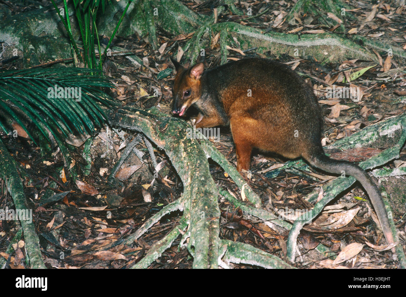 Red-legged pademelon (Thylogale stigmatica), nocturnal rainforest ...