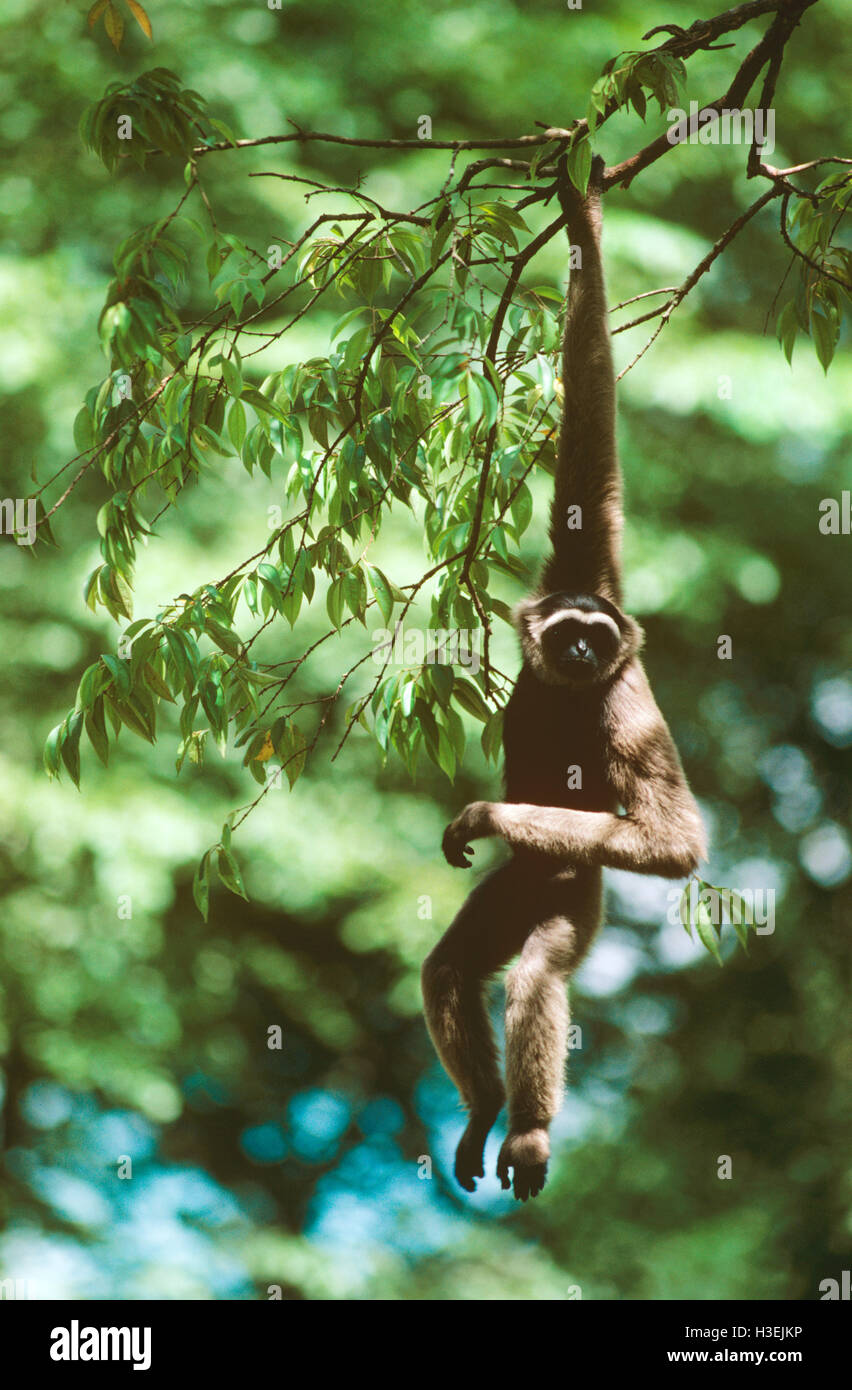 Bornean gibbon (Hylobates muelleri), dangling from one long arm. Sabah ...
