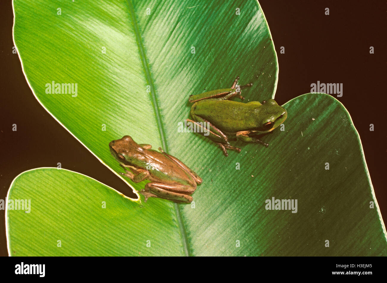 Northern dwarf tree frogs (Litoria bicolor), pair on a large leaf ...