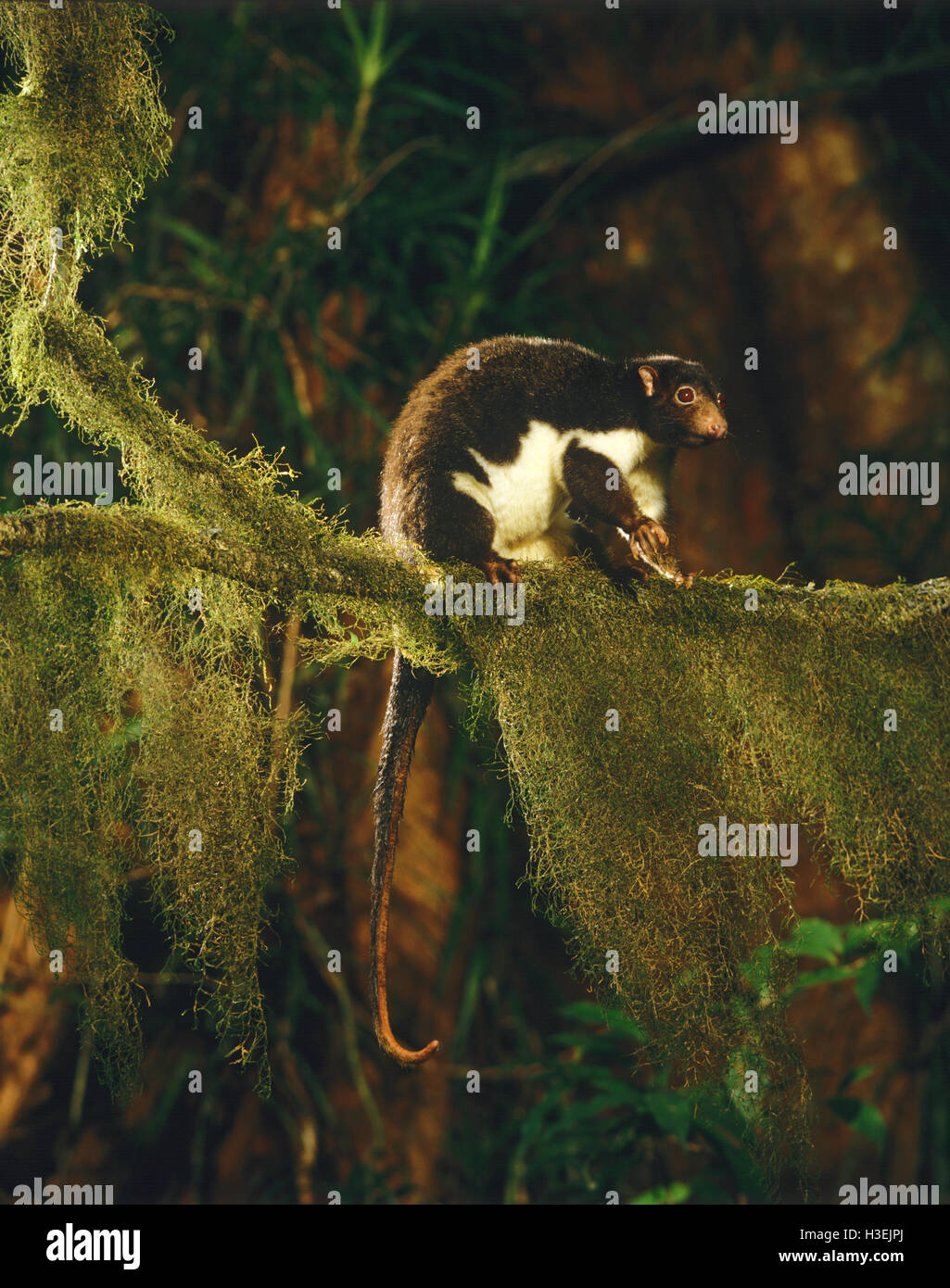 Herbert River ringtail possum (Pseudochirulus herbertensis), in ...