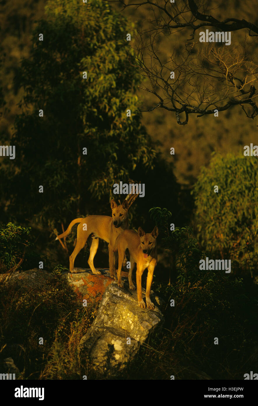 Old dingo hi-res stock photography and images - Alamy