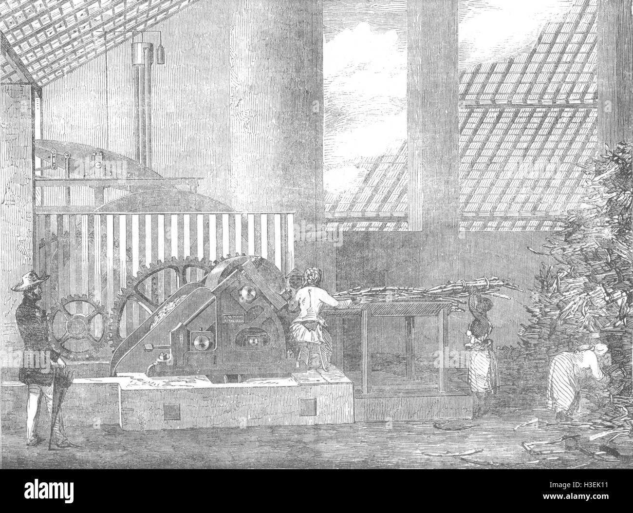 FARMING Brazilian Sugar-Mill 1854. The Illustrated London News Stock ...