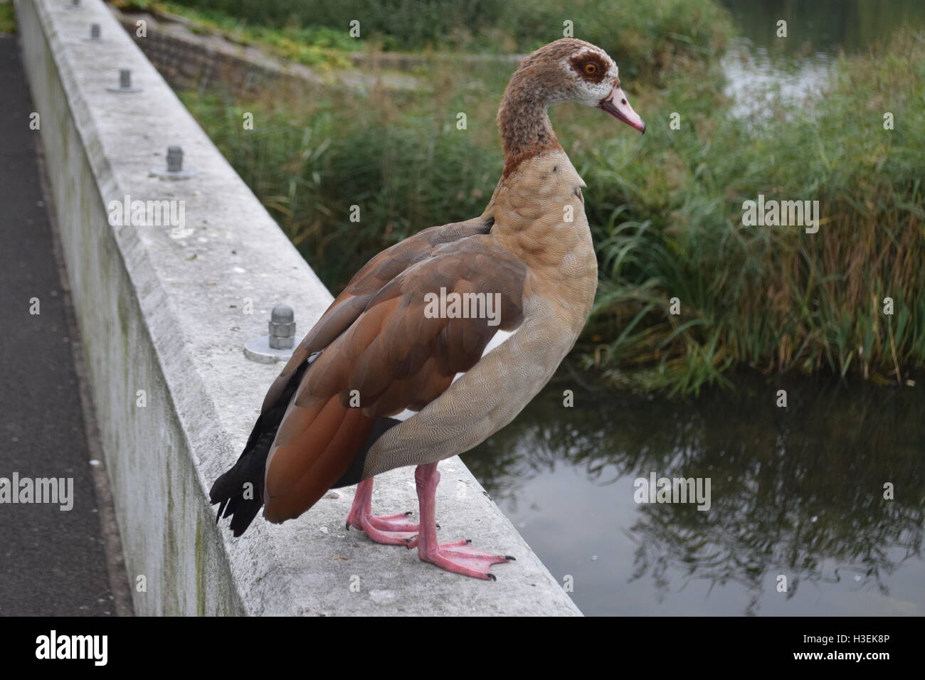 Goose bridge hi-res stock photography and images - Alamy