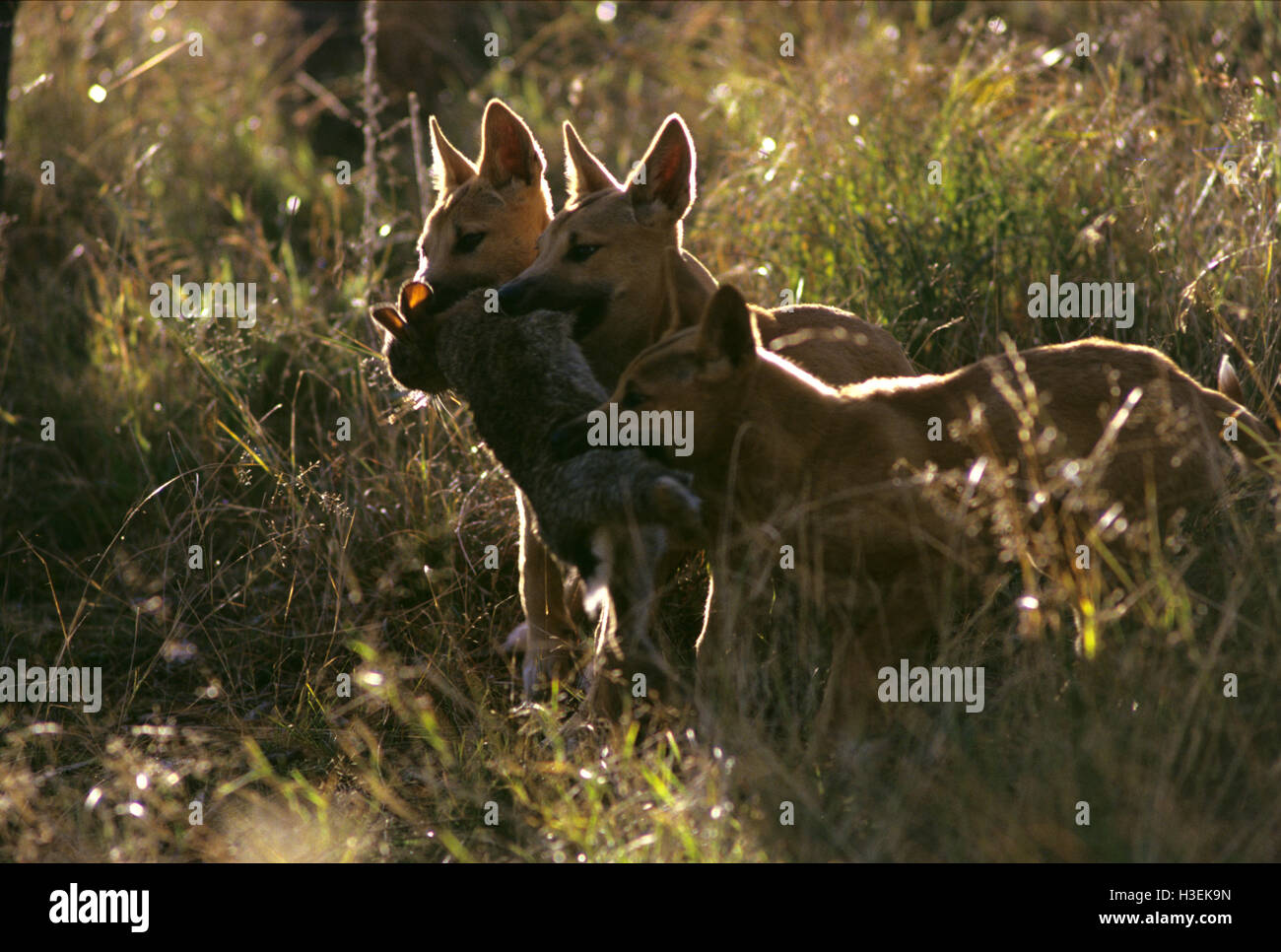 Dingo eating hi-res stock photography and images - Alamy