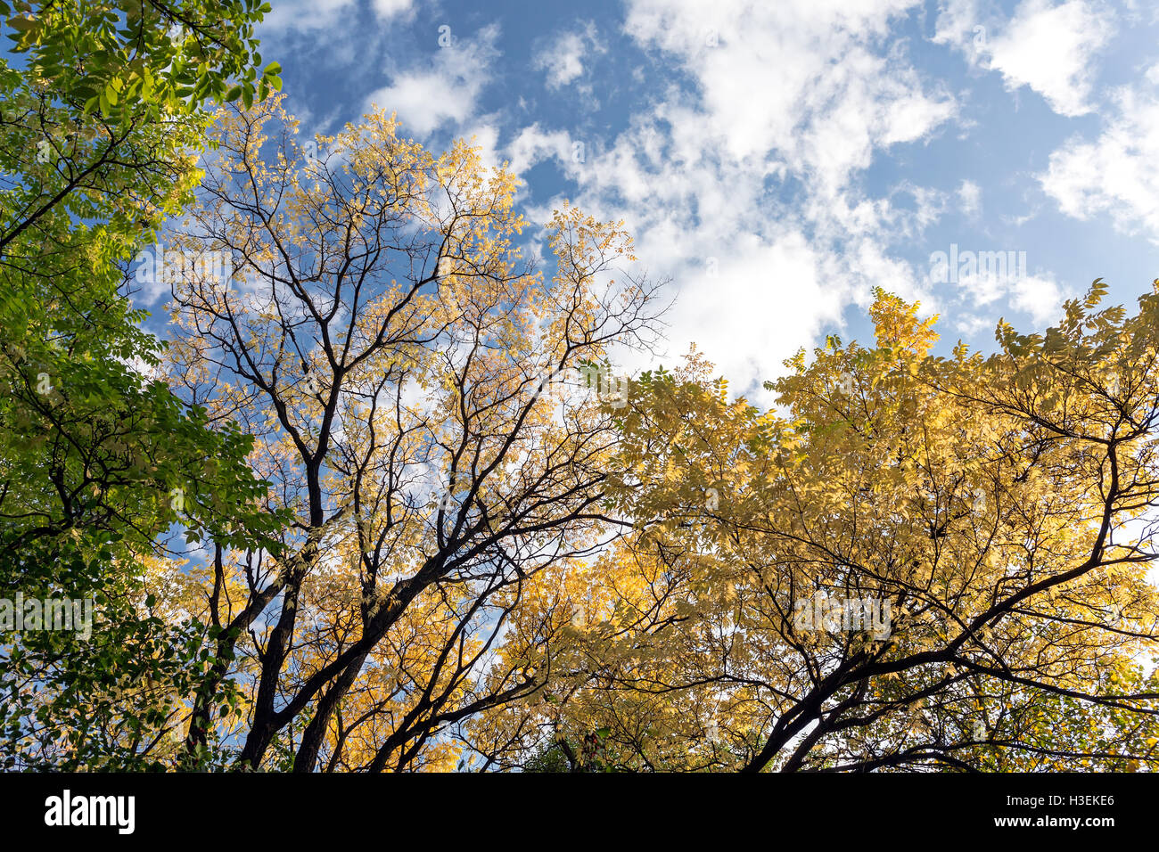 autumn cold blue sky with clouds and tops of trees with yellow leaves ...