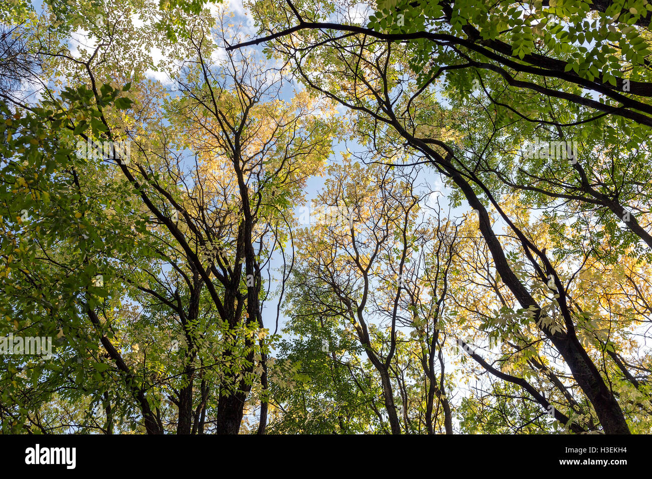 picturesque scene of autumnal yellow trees and blue sky with clouds ...